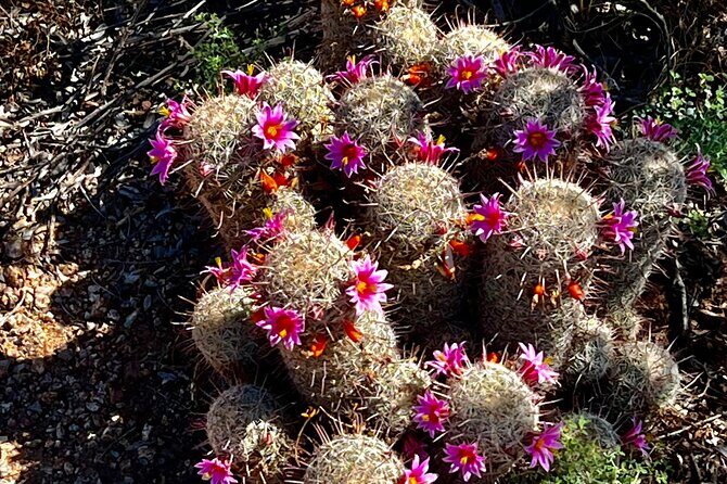 Private Sunset Walking Tour -Sonoran Desert Botanical Gardens 2h - Practical Details and What to Expect