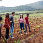Private Tour and Tasting at Zeginis Winery - Visiting the Vineyards