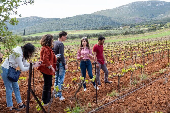 Private Tour and Tasting at Zeginis Winery - Visiting the Vineyards