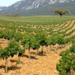 Private Tour - Arrábida & Azeitão Wine Region - A Closer Look at the Itinerary