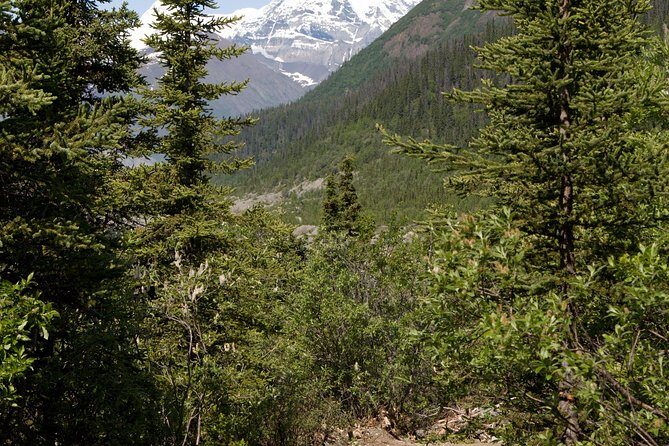 Private Tour: Chugach State Park Hiking Tour from Anchorage - What to Expect: How the Day Unfolds