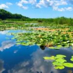 Private Tour from Bucharest to Danube Delta 2 Days Tour - The Ecosystem and Why It Matters