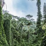 PRIVATE TOUR-Hike Diamond Head & Hawaiian Waterfall - First Stop: Manoa Falls