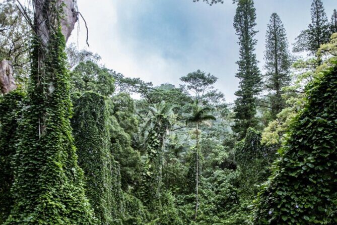 PRIVATE TOUR-Hike Diamond Head & Hawaiian Waterfall - First Stop: Manoa Falls