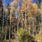 Private tour hiking to Saint Mary's Glacier, Red Rock and Hot Springs - Authentic Stories and Local Insights