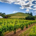 Private Tour Napa and Sonoma Valley Wine - Detailed Breakdown of the Itinerary