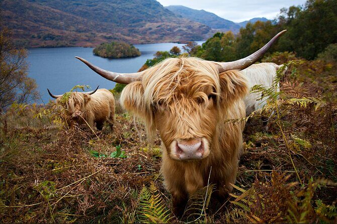 Private Tour of Loch Ness, Glencoe and Highlands from Edinburgh - Detailed Breakdown of the Itinerary