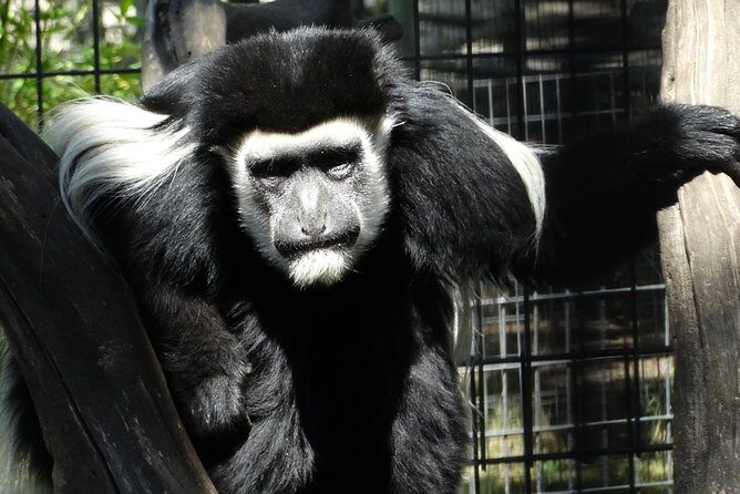 Private Tour of Sonoma Wild Safari Animal Park and Sonoma Redwoods - Who Will Love This Tour?