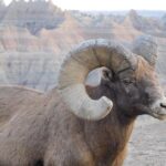 Private Tour of the Badlands with Local Experts - FAQs