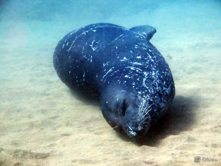 Private tour | Ponta de São Lourenço (Scuba & Snorkeling) - What to Expect on the Tour