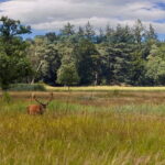 Private Tour Veluwe National Park and Kröller Müller Museum - Who Will Love This Tour?