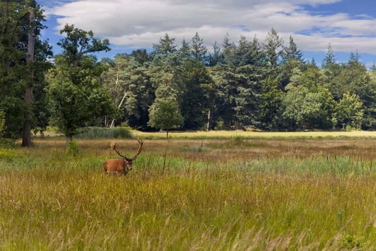 Private Tour Veluwe National Park and Kröller Müller Museum - Who Will Love This Tour?