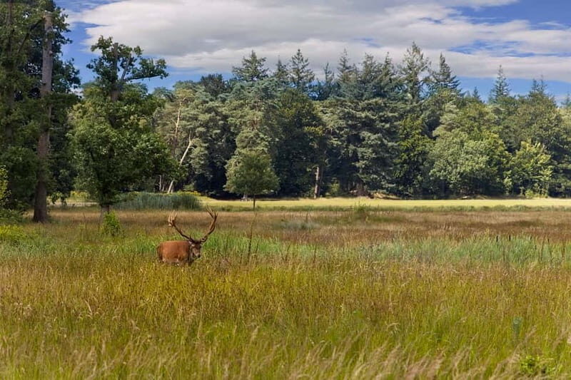 Private Tour Veluwe National Park and Kröller Müller Museum - Who Will Love This Tour?