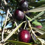 Private Traditional Olive Grove and Dragon Fruit Farm Tour - Evaluating the Value and Practicalities