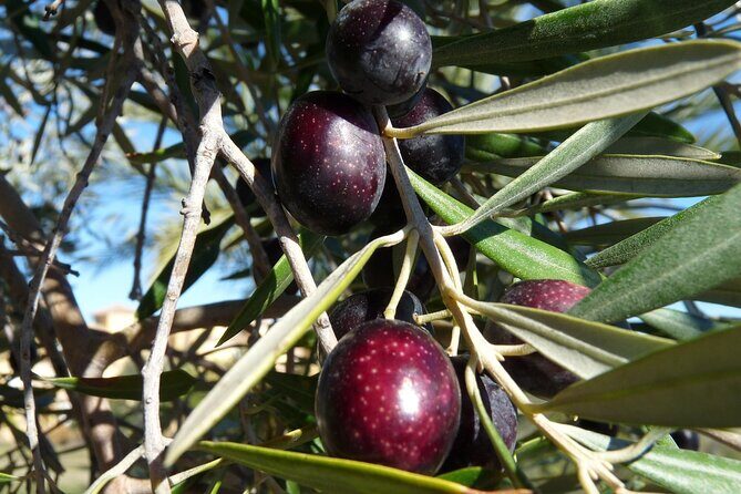 Private Traditional Olive Grove and Dragon Fruit Farm Tour - Evaluating the Value and Practicalities