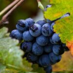 Private transfer from SFO to Napa - What to Expect During Your Ride