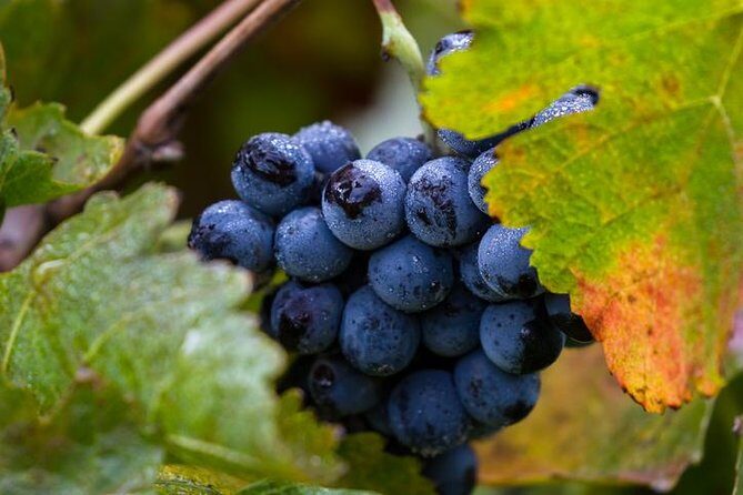 Private transfer from SFO to Napa - What to Expect During Your Ride