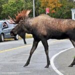Private Transfer, Whittier Cruise ship to Anchorage - Frequently Asked Questions