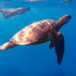 Private Turtle Snorkel & Cruise Waikiki - The Value of a Private Tour