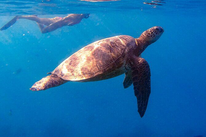 Private Turtle Snorkel & Cruise Waikiki - The Value of a Private Tour