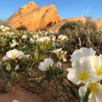 Private Valley of Fire Hiking and Sightseeing Adventure - The Journey Begins: Pickup and Early Start