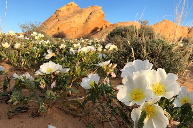 Private Valley of Fire Hiking and Sightseeing Adventure - The Journey Begins: Pickup and Early Start