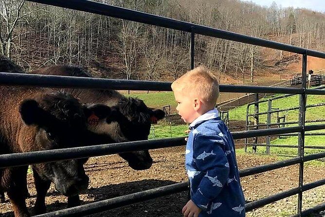 Private Walking Tour of a Real Working Cattle Ranch - Authentic Experiences and Highlights