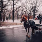 Private Walking Tour of New York with Metro - What to Expect from Your Guide: Knowledge and Personal Touches