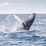 Private Whale Watching Adventure - Who Should Consider This Tour?