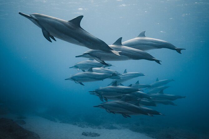 Private Whale Watching and Coastal Swimming Tour Honolulu - An In-Depth Look at the Experience