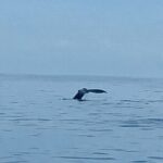 Private Whale Watching and Dolphin Excursion - The Tour Experience: What You Can Expect