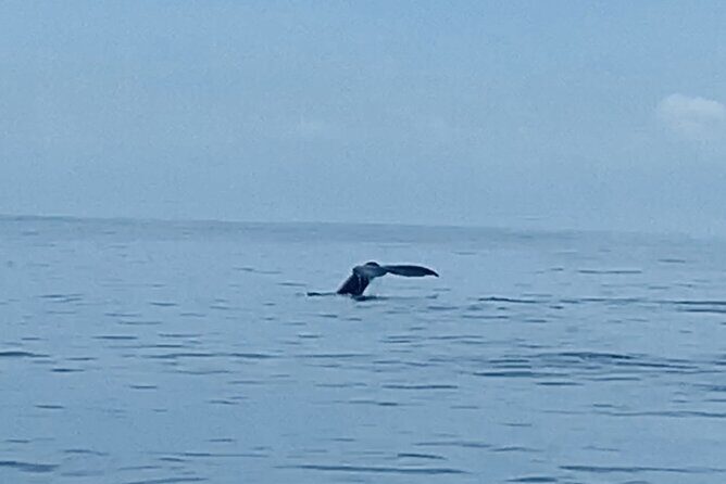 Private Whale Watching and Dolphin Excursion - The Tour Experience: What You Can Expect