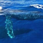 Private Whale Watching Safari from North Shore Oahu - What to Expect from the Itinerary