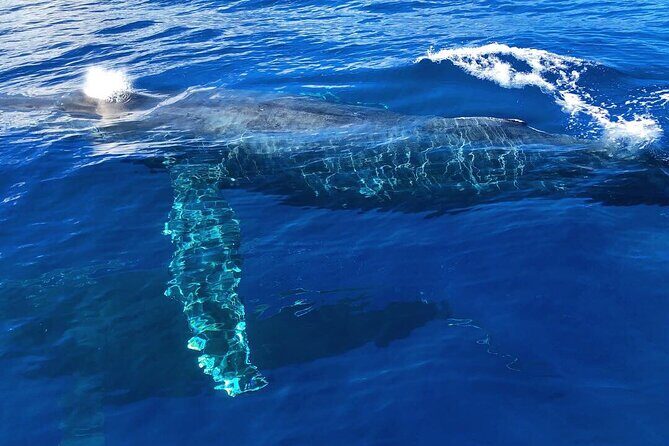 Private Whale Watching Safari from North Shore Oahu - What to Expect from the Itinerary