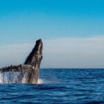 Private Whale Watching Sailing Adventure - Who Will Love This Tour?