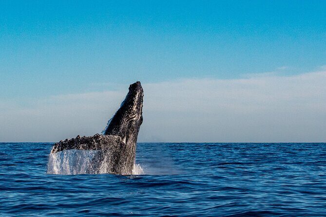 Private Whale Watching Sailing Adventure - Who Will Love This Tour?