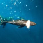 Private Whale Watching Tour of Oahu - The Scenic Highlights