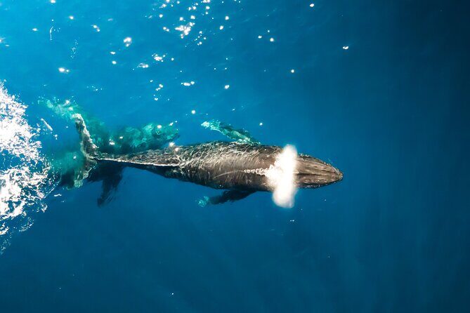 Private Whale Watching Tour of Oahu - The Scenic Highlights