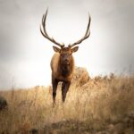 Private Wildlife Driving Tour in Rocky Mountain National Park - Who Will Love This Tour?