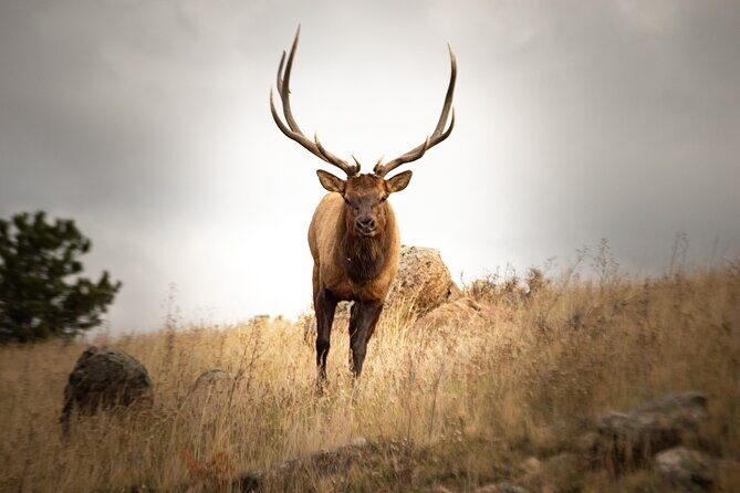 Private Wildlife Driving Tour in Rocky Mountain National Park - Who Will Love This Tour?