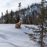 Private Wildlife Hiking Tour in Rocky Mountain National Park - Break Down of the Itinerary