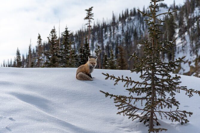 Private Wildlife Hiking Tour in Rocky Mountain National Park - Break Down of the Itinerary
