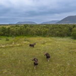 Private Wildlife Moose Photo Safari in Vesteralen - The Itinerary: From Start to Finish