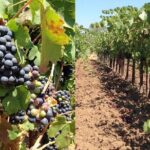 Private Wine Tasting Tour From Santa Ynez, Solvang or Buellton! - Easy, All-Inclusive Transportation