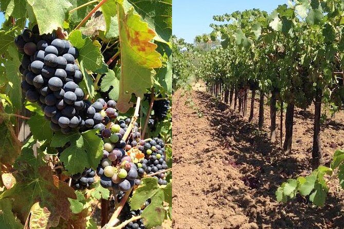 Private Wine Tasting Tour From Santa Ynez, Solvang or Buellton! - Easy, All-Inclusive Transportation