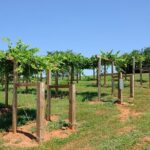 Private Wine Tour from Washington with driver/guide and Hotel Pick-up - Real Traveler Insights and Expectations