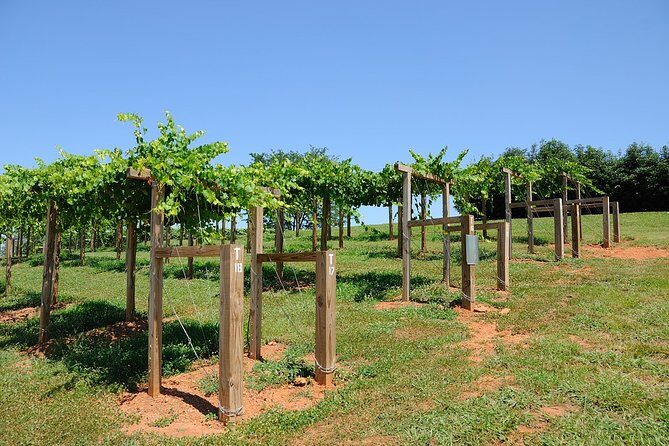 Private Wine Tour from Washington with driver/guide and Hotel Pick-up - Real Traveler Insights and Expectations