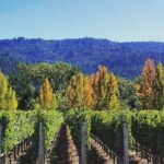Private Wine Tour of Napa Valley - An In-Depth Look at the Itinerary
