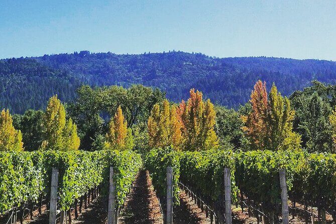 Private Wine Tour of Napa Valley - An In-Depth Look at the Itinerary