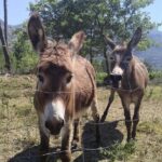 PRIVATE Wine Tour to Konavle country side - What the Reviews Say